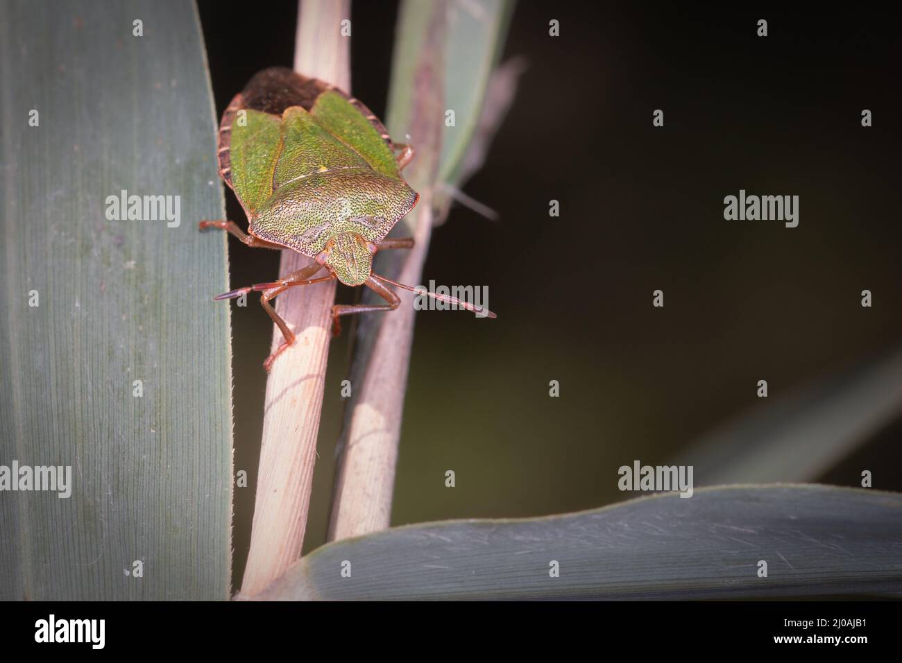 A common green speed bug (Palomena prasina) walks along the stems in ...