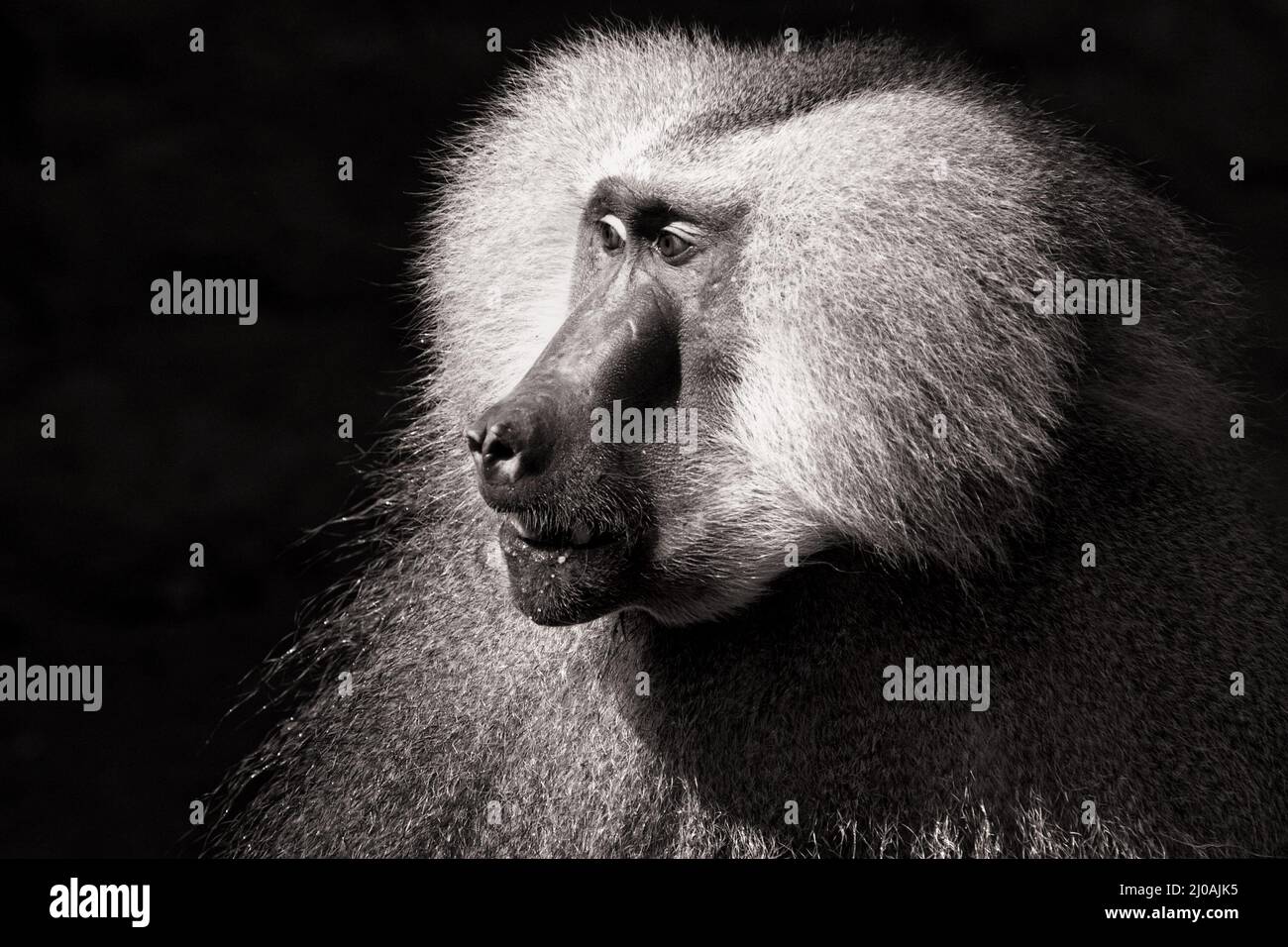 Black and white baboon hi-res stock photography and images - Alamy