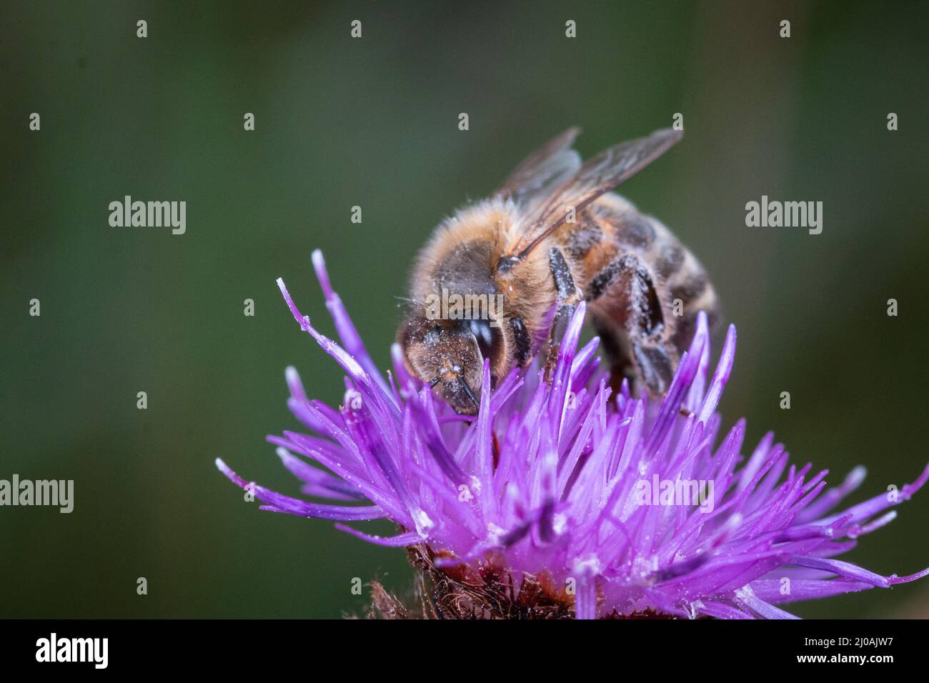 A honey bee (Apis melifera) feeds on the purple knapweed in the ...