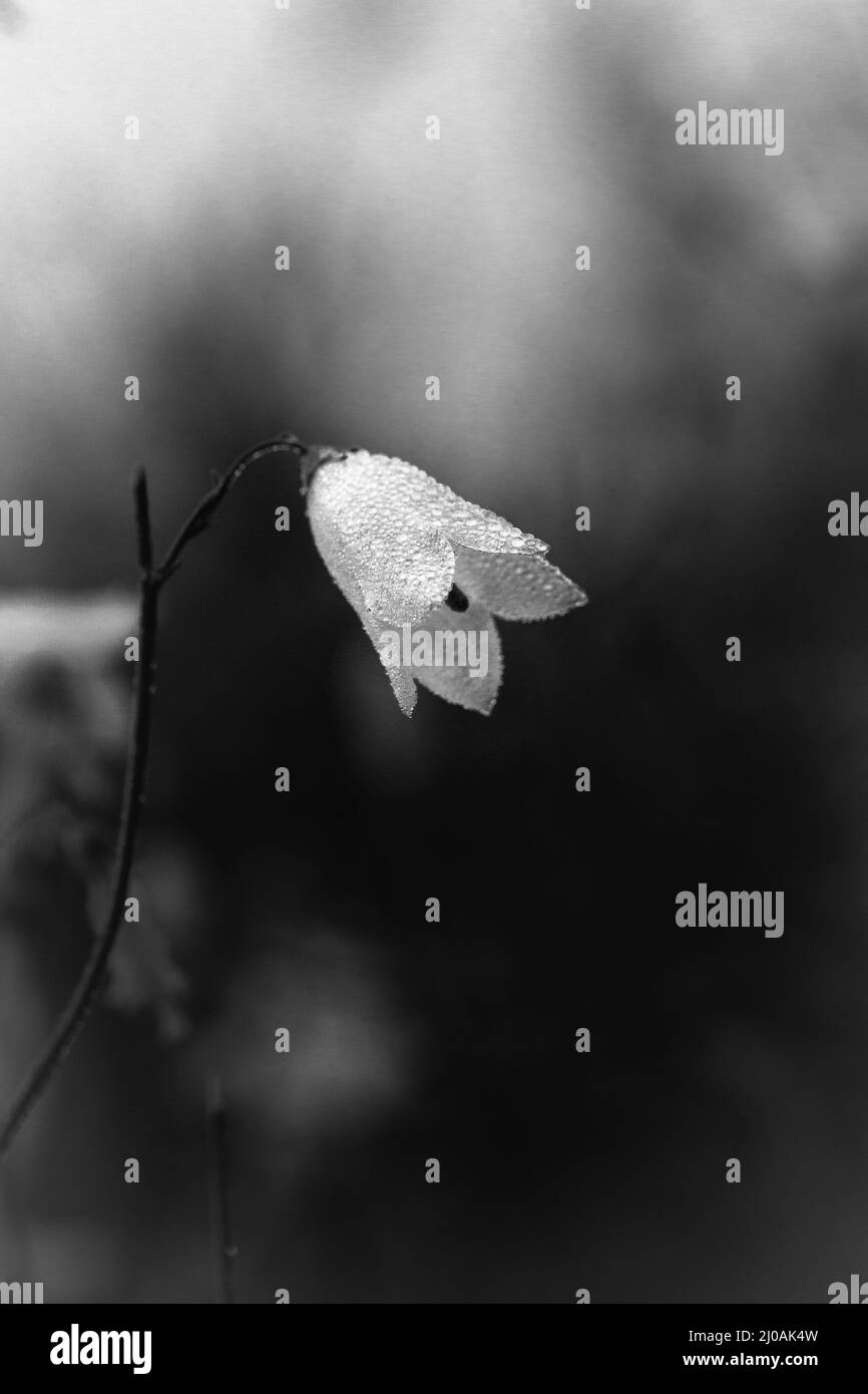 Sun rises Black and White Stock Photos & Images - Alamy