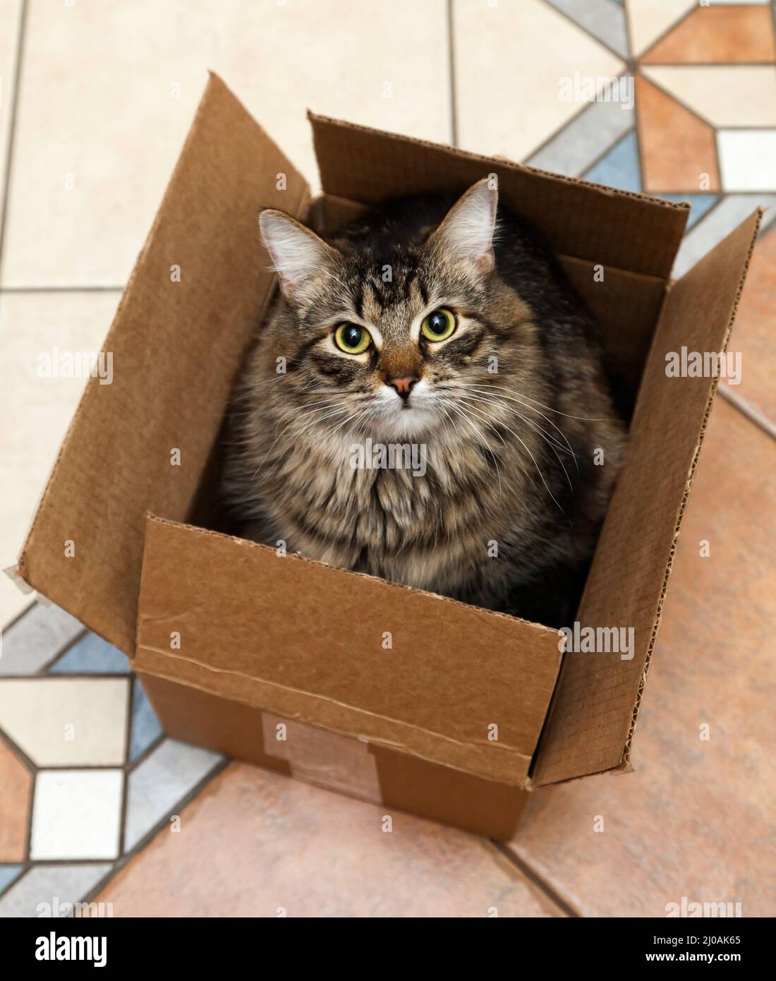 Cardboard box open cute hi-res stock photography and images - Alamy
