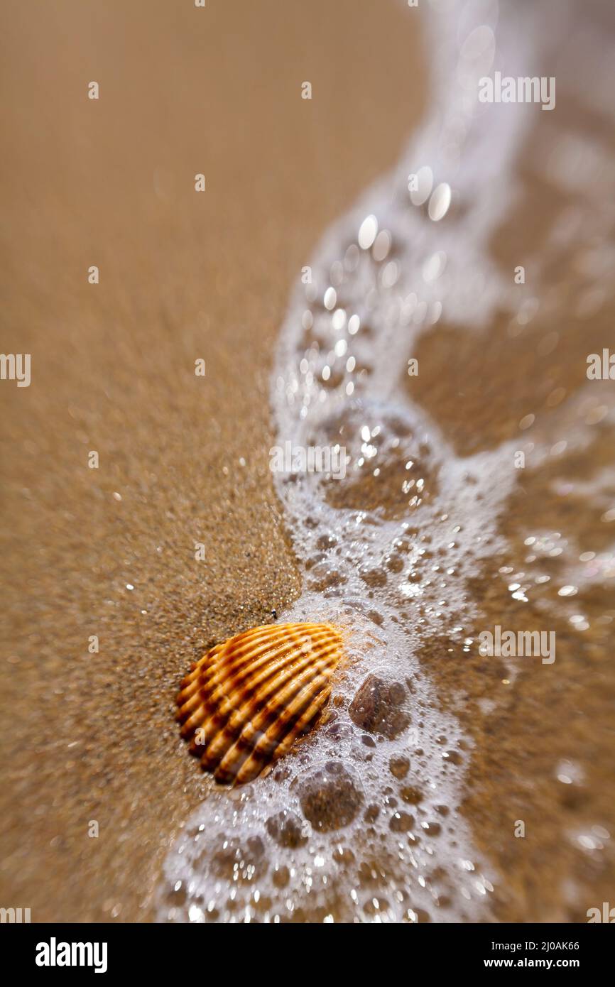 Shell in the sand Stock Photo - Alamy