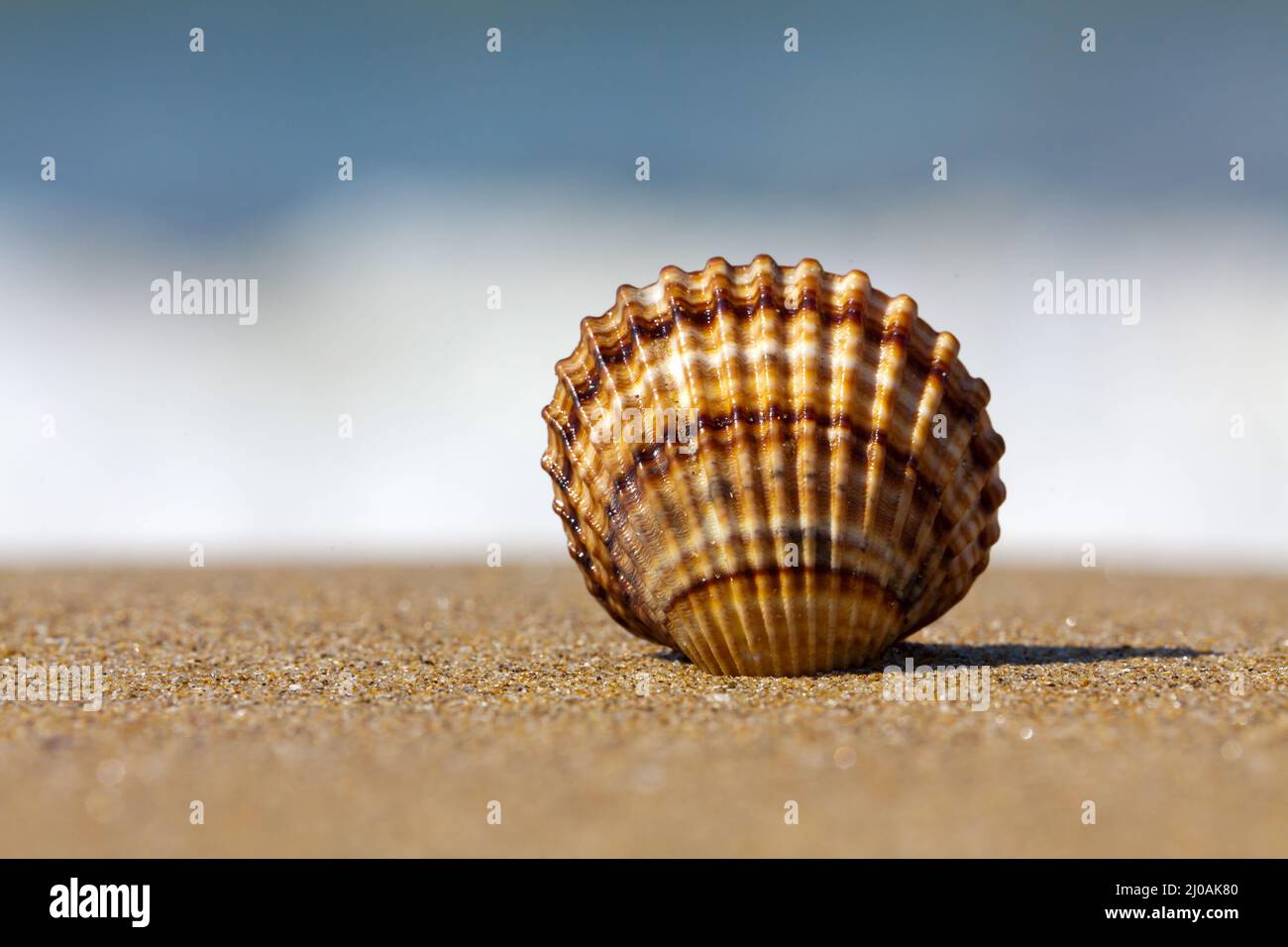 Shell in the sand Stock Photo - Alamy