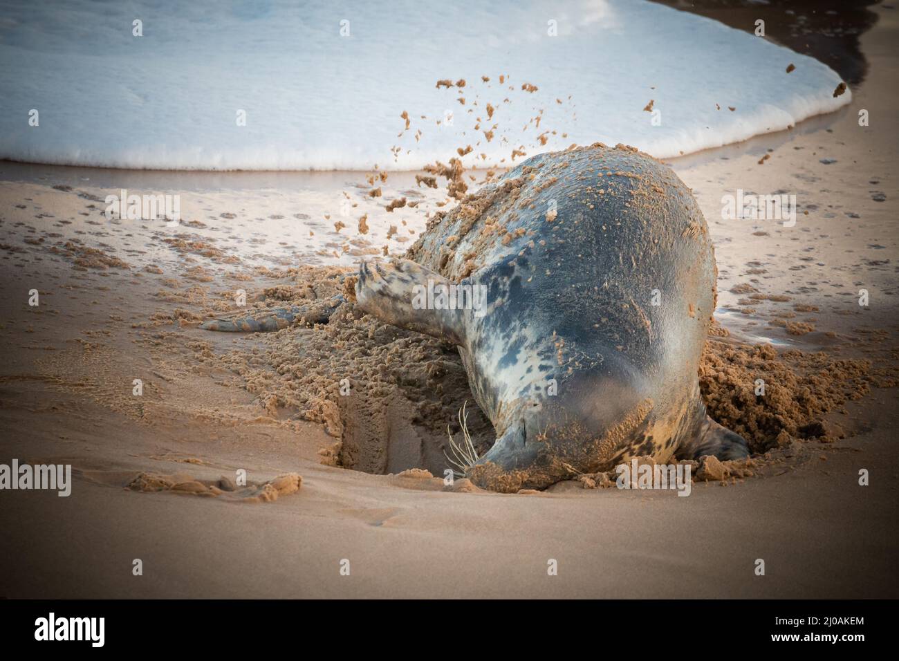Playing dig digging hole hi-res stock photography and images - Alamy