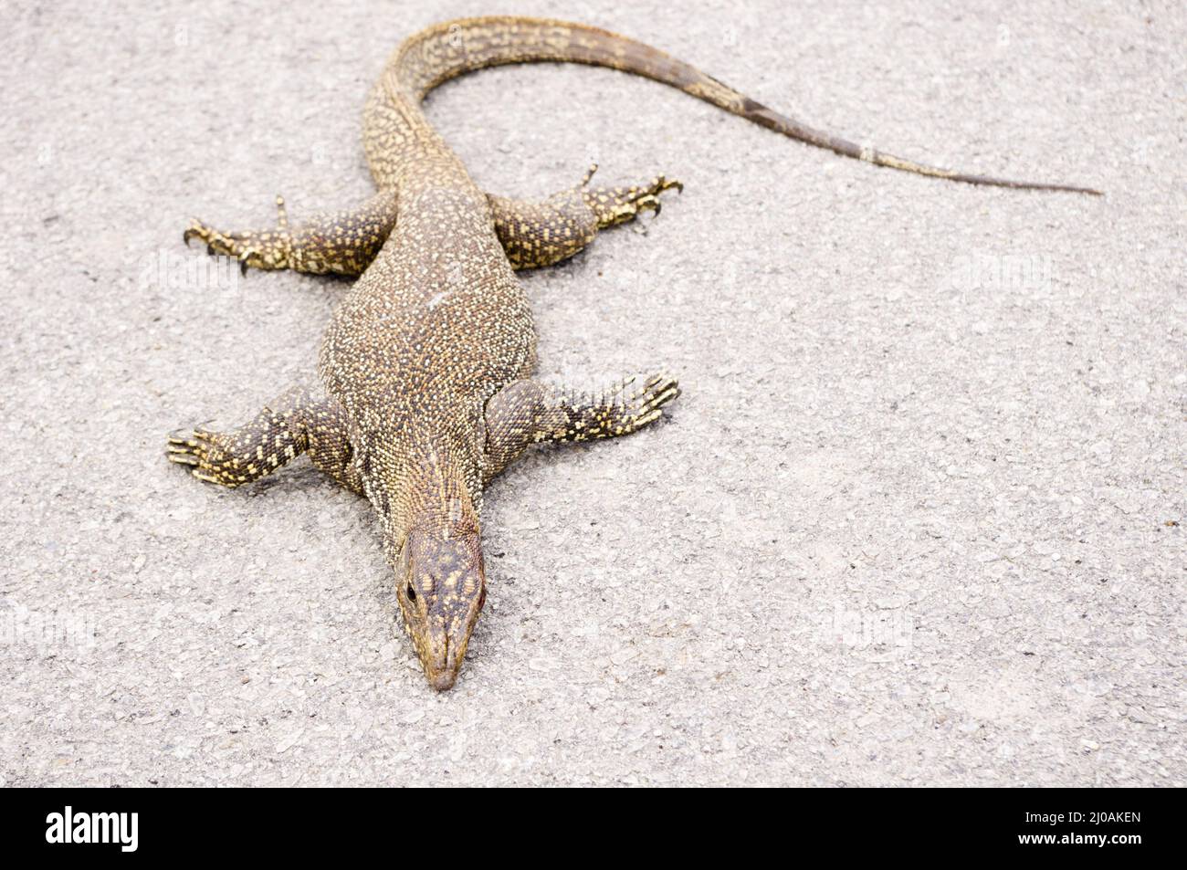 Asia malaysia monitor lizards varanus hi-res stock photography and ...