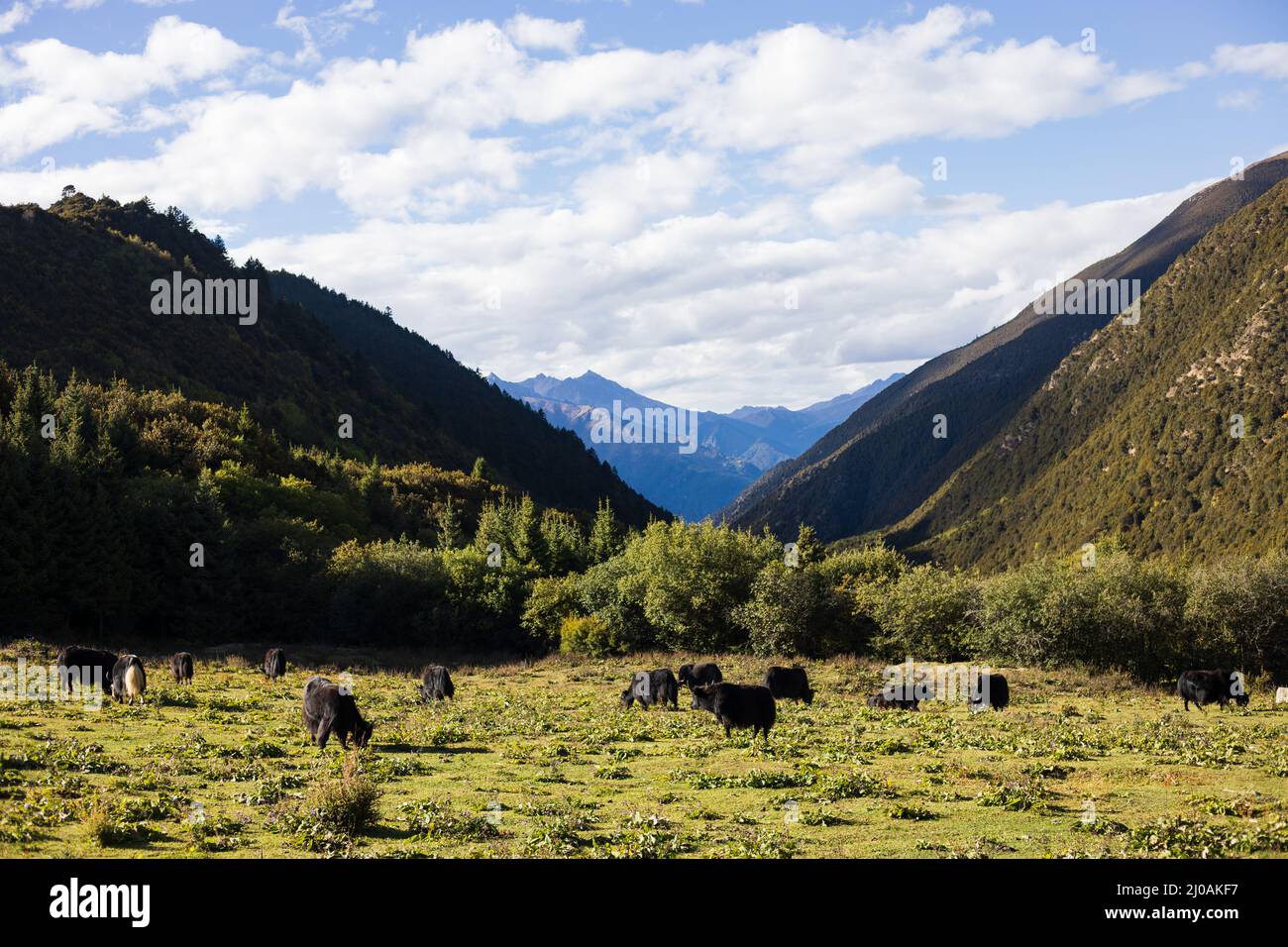 Beautiful mountain scenery with yaks grazing grass in Yunnan Stock ...