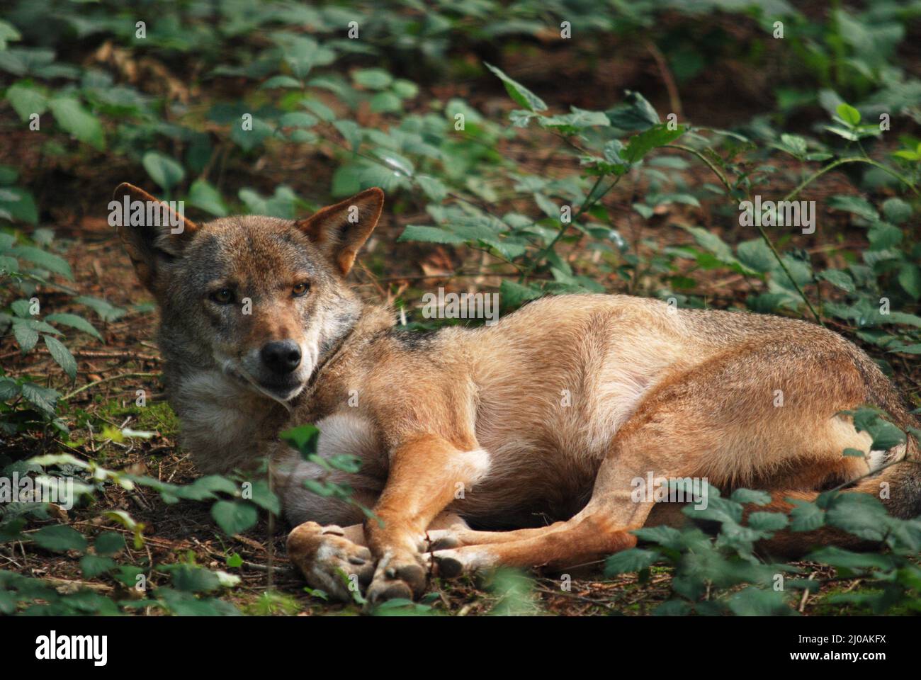 Wolf animals hi-res stock photography and images - Alamy