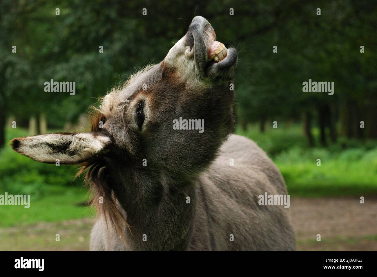 Donkey picture hi-res stock photography and images - Alamy