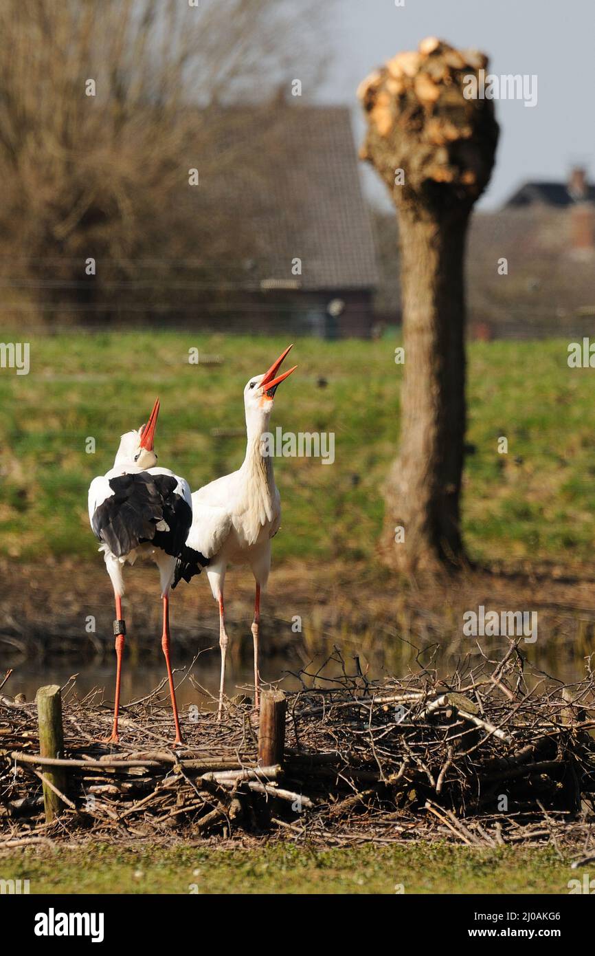 Stork display hi-res stock photography and images - Alamy