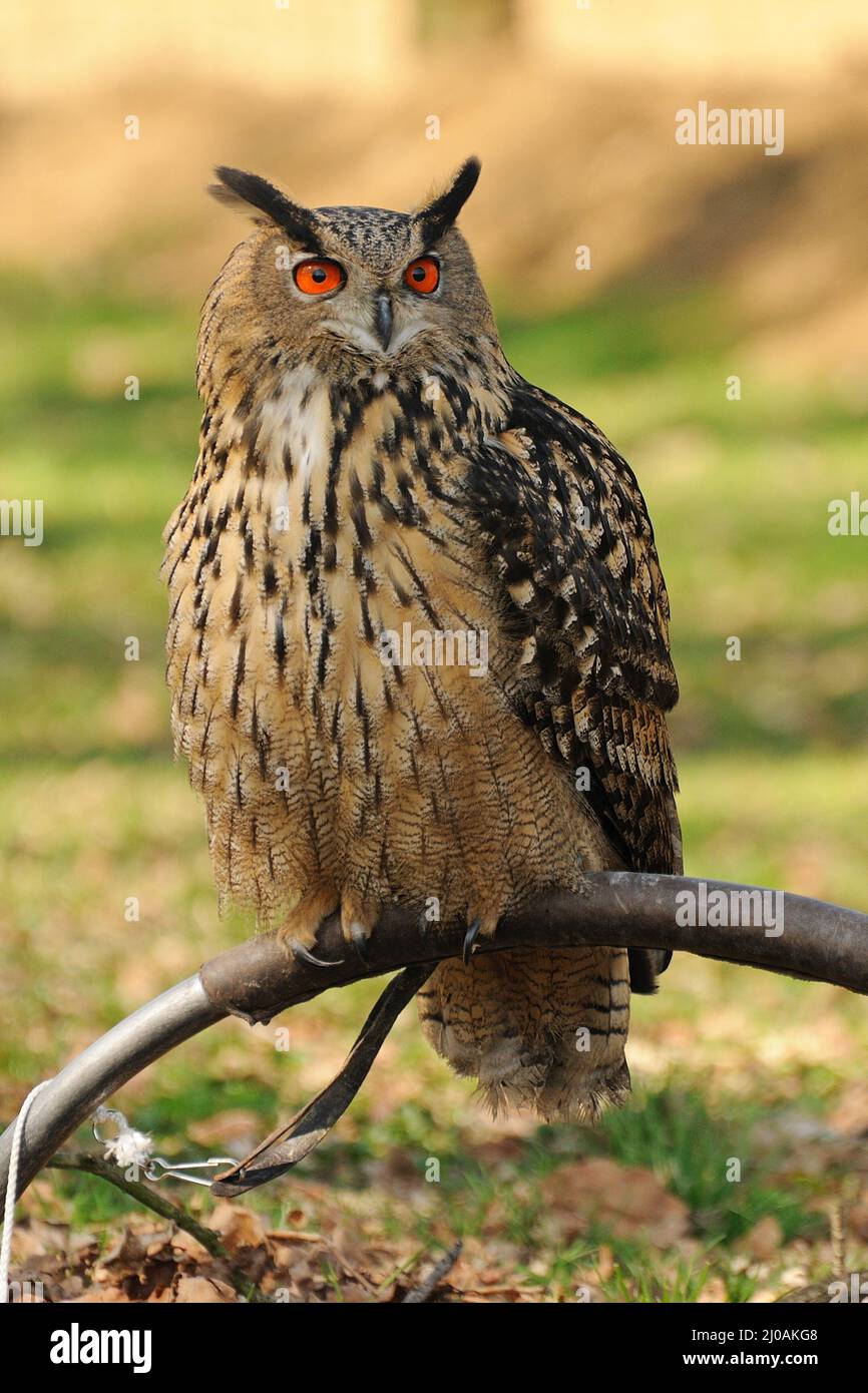 Sedentary birds hi-res stock photography and images - Alamy