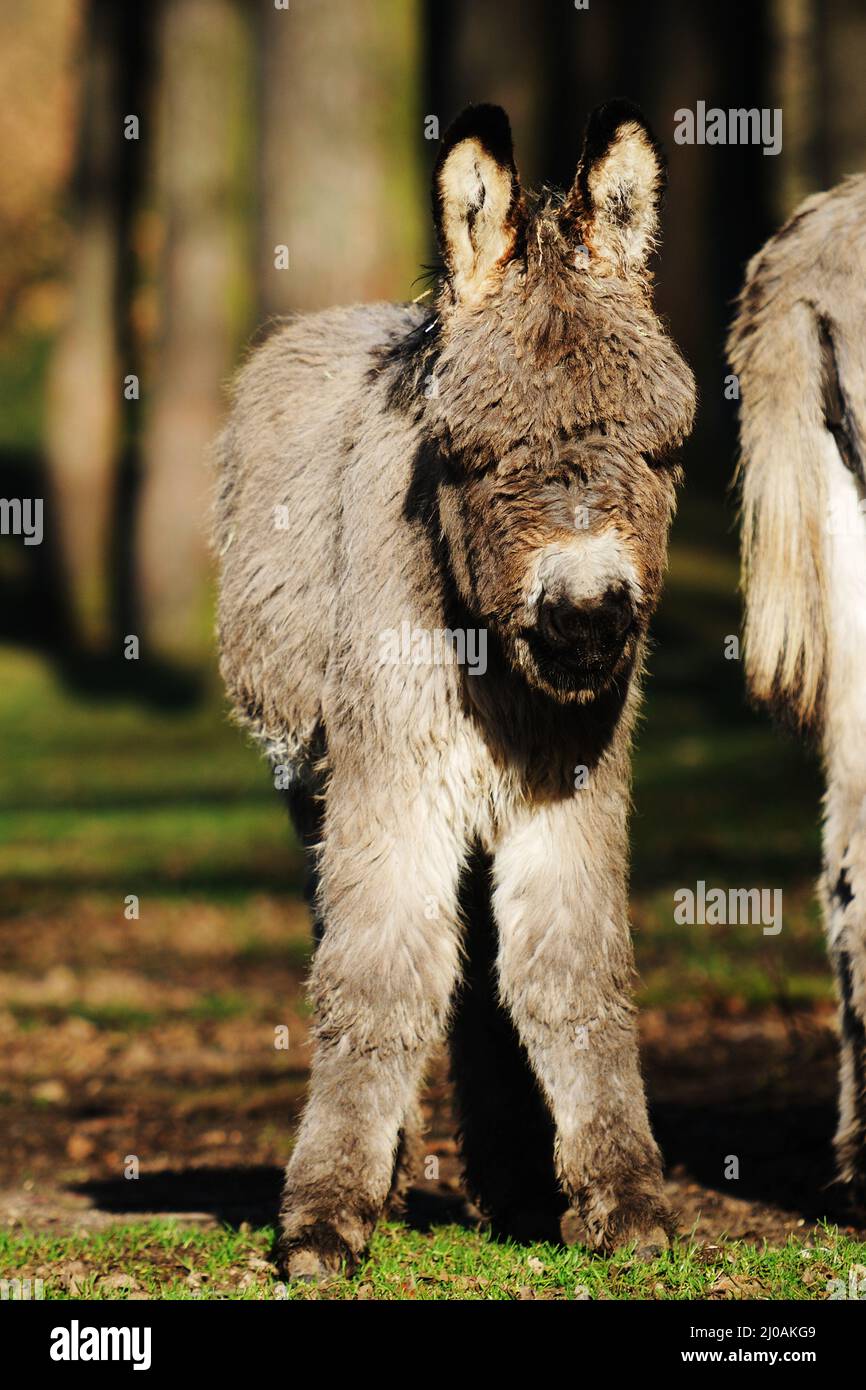 Donkey picture hi-res stock photography and images - Alamy