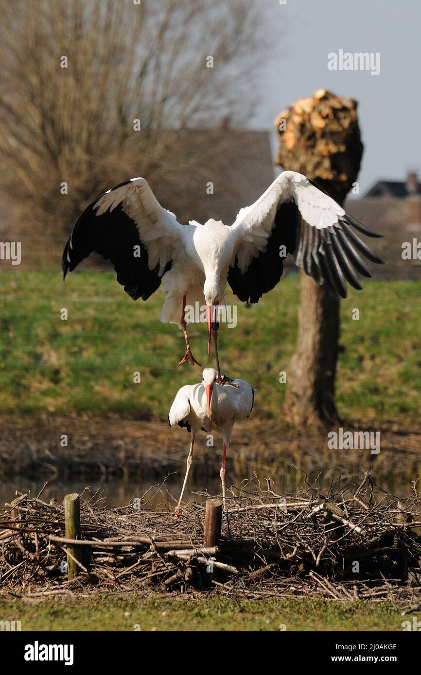 Stork display hi-res stock photography and images - Alamy