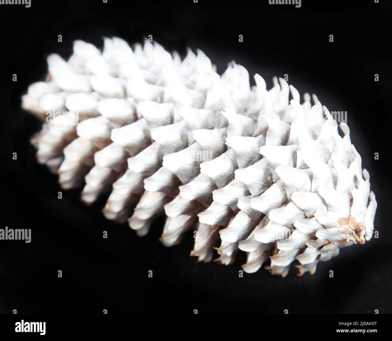 Silver cone hi-res stock photography and images - Alamy