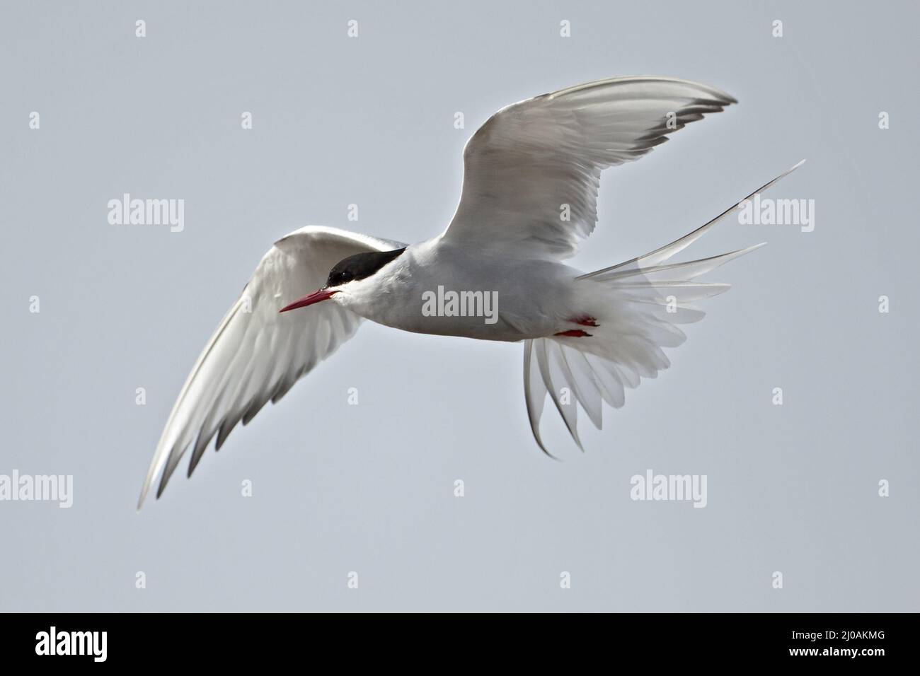 Tern arctic sterna paradisaea hi-res stock photography and images - Alamy