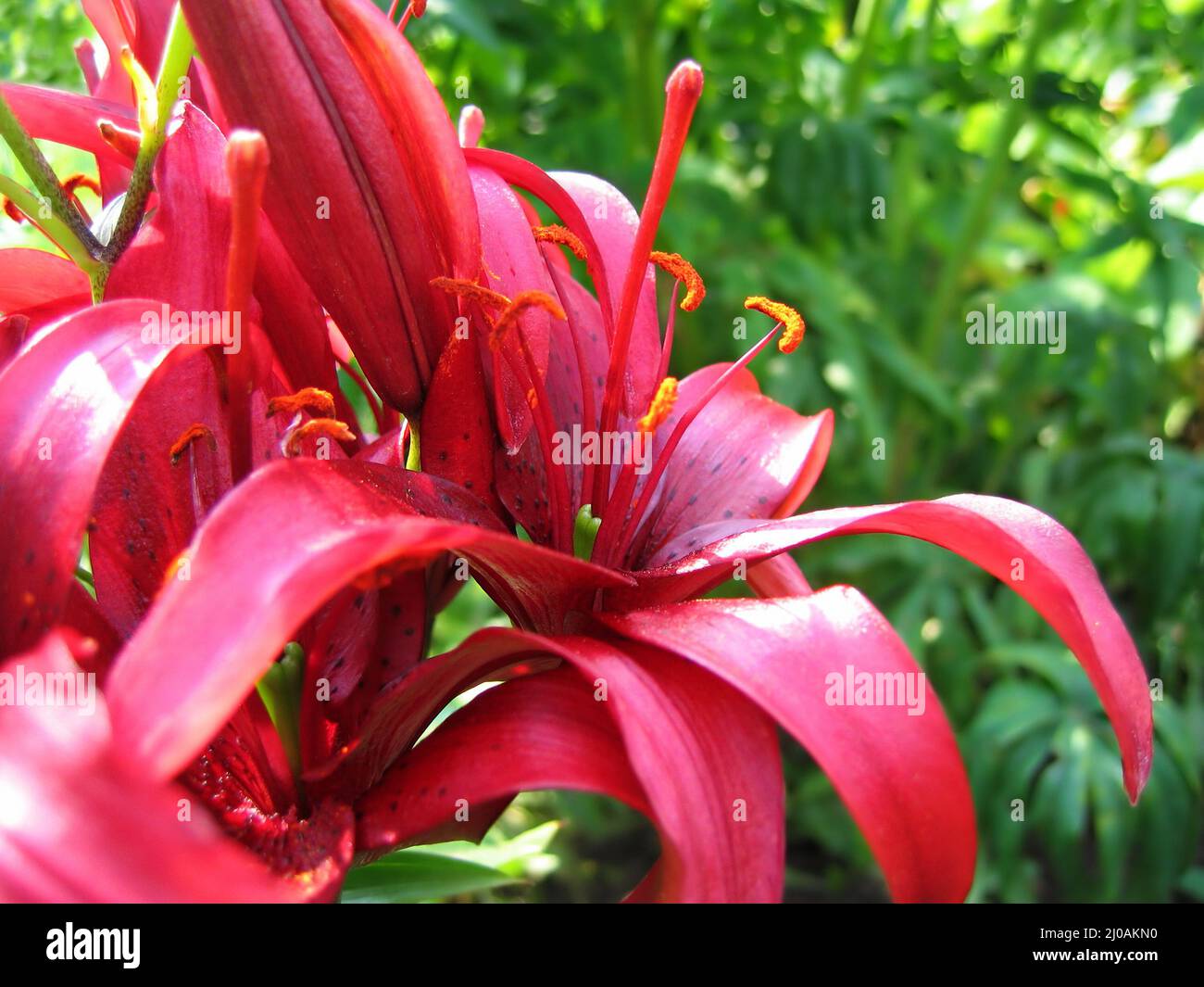 Beautiful red lily Stock Photo - Alamy