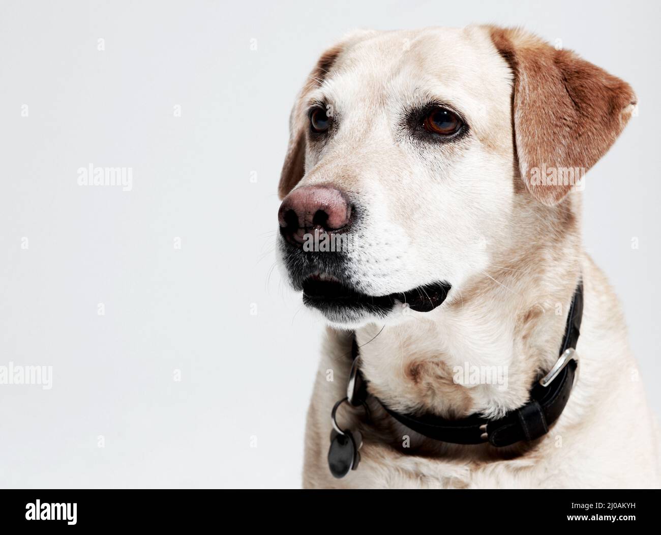 Portrait of a lavrador hi-res stock photography and images - Alamy
