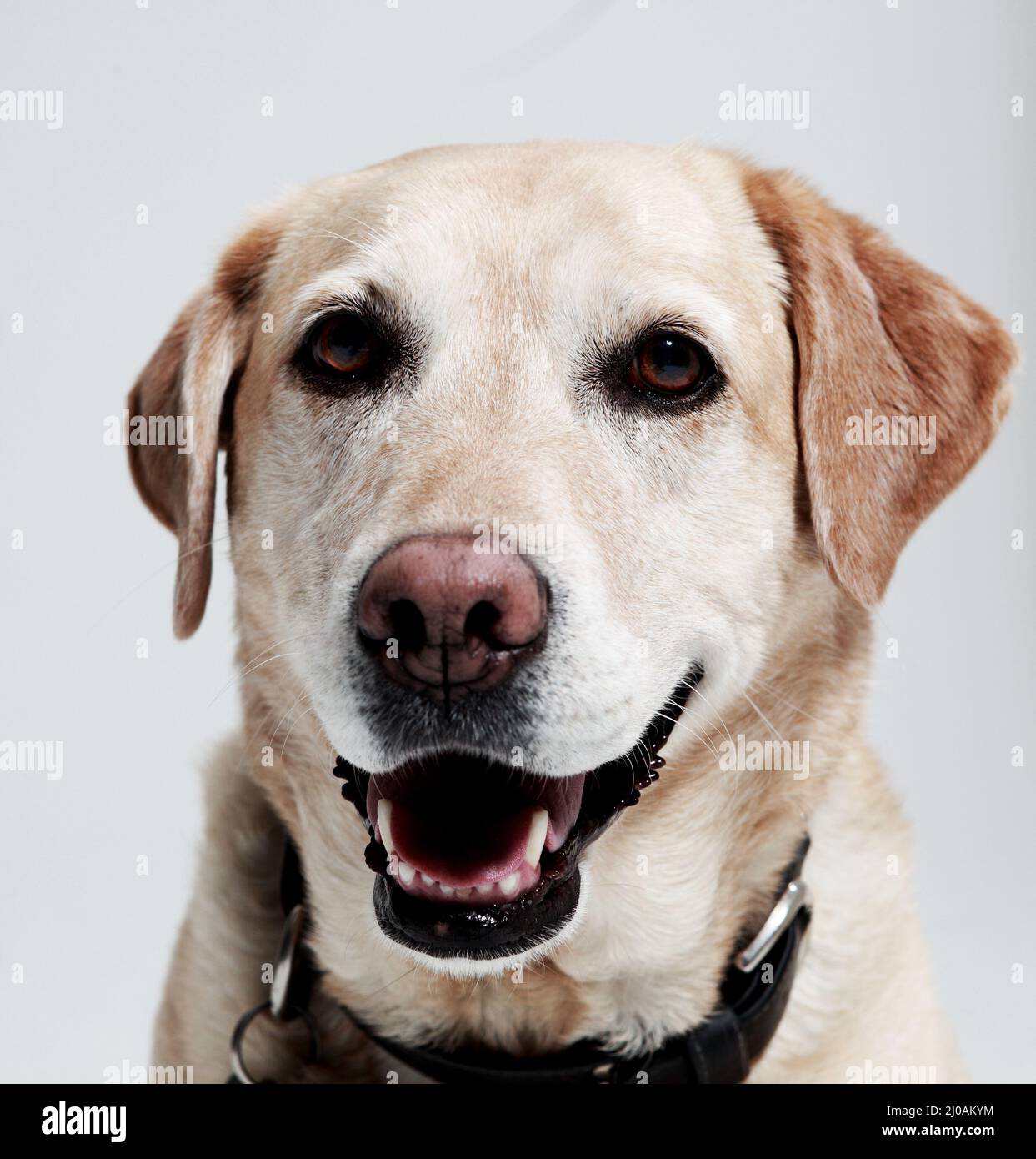 Labrador laugh hi-res stock photography and images - Alamy