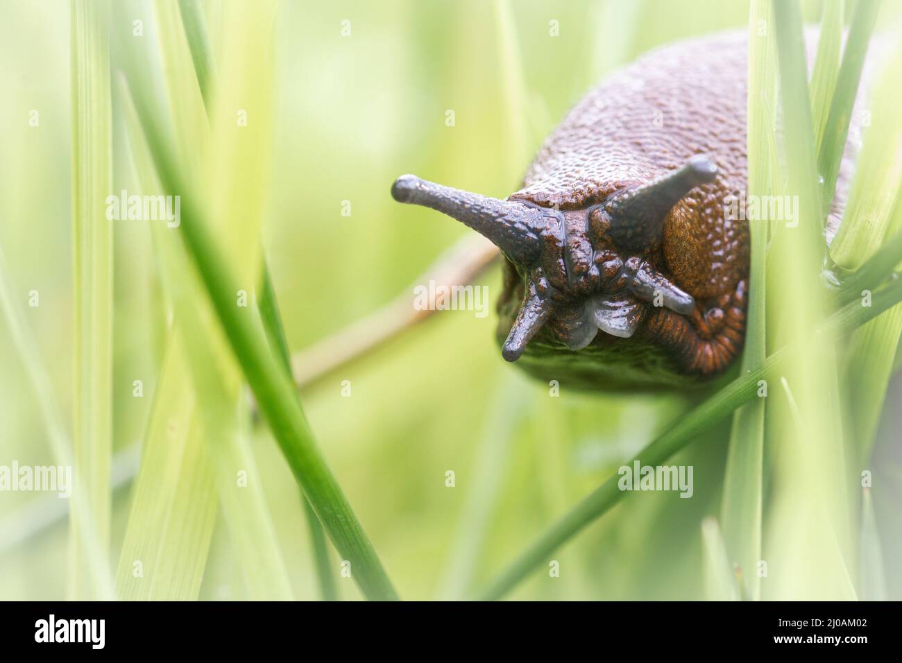 A large red slug (Arion rufus) slides through thr grassland at Thompson ...