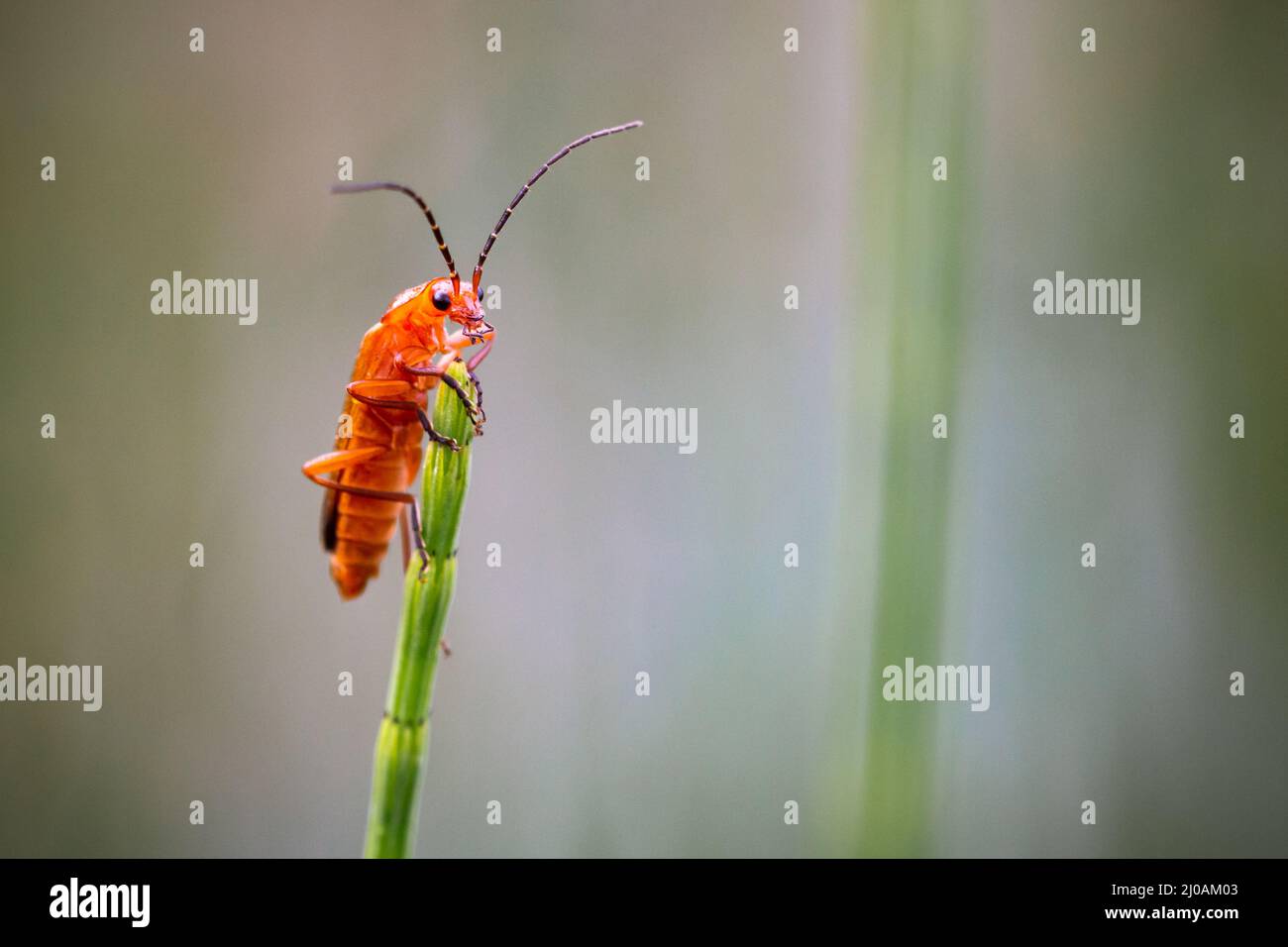 Common red soldier beetle (Rhagonycha fulva) climbs to the top of the ...