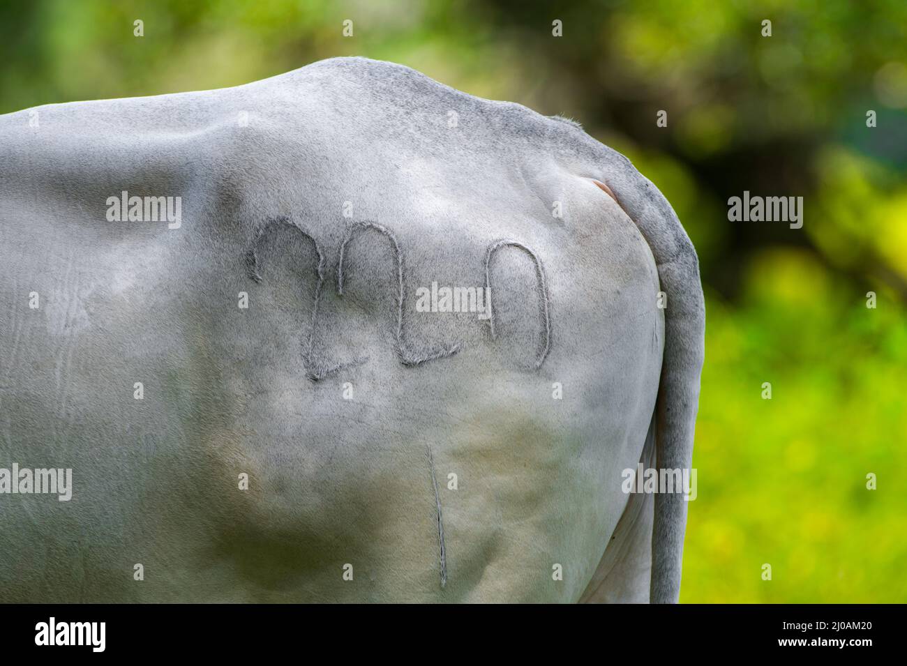 Branding beef cattle hi-res stock photography and images - Alamy