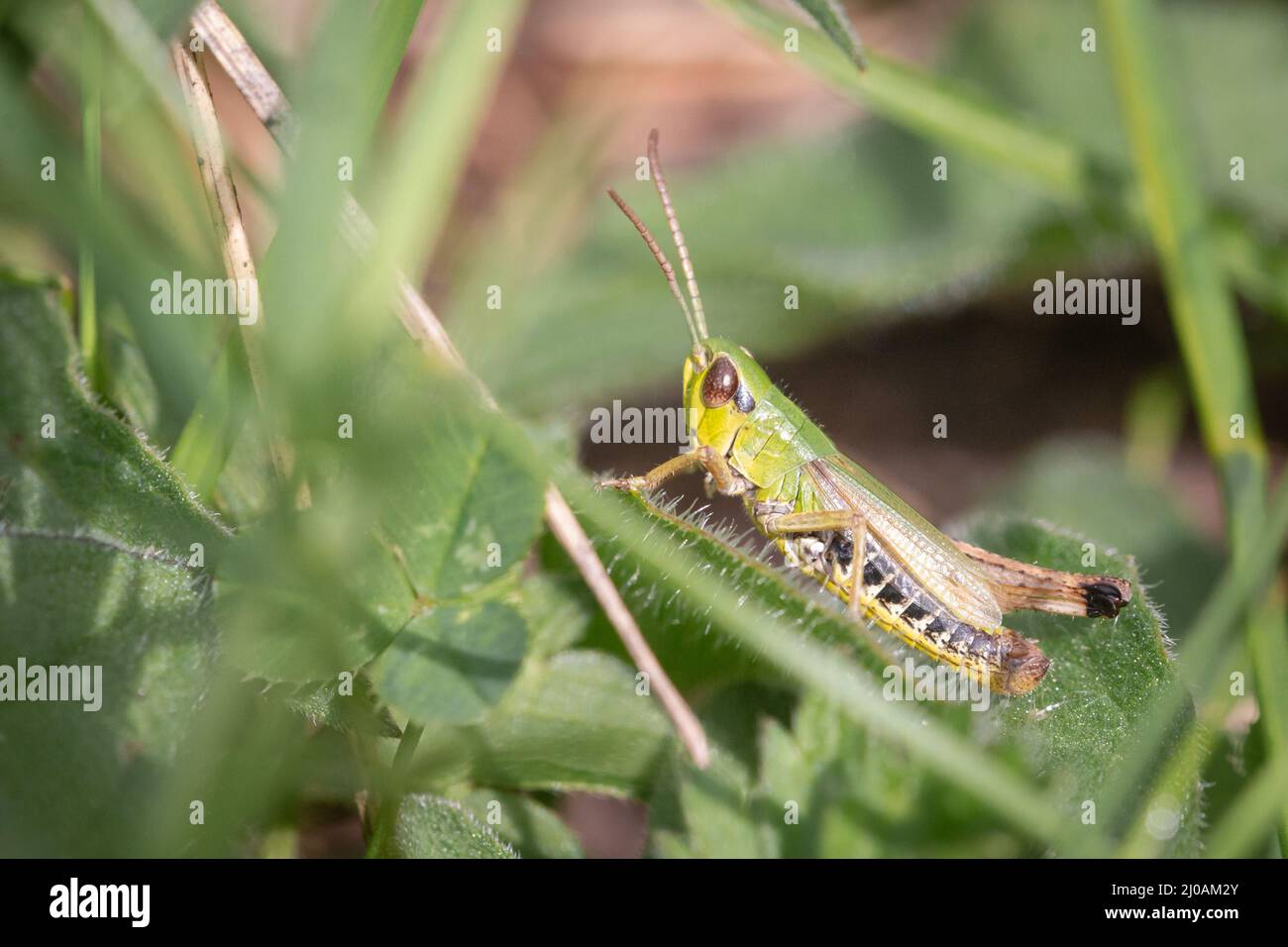 The common green grasshopper (Omocestus viridulus) can hardly be seen ...