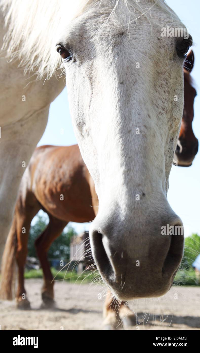 Blue horse animal animals hi-res stock photography and images - Alamy