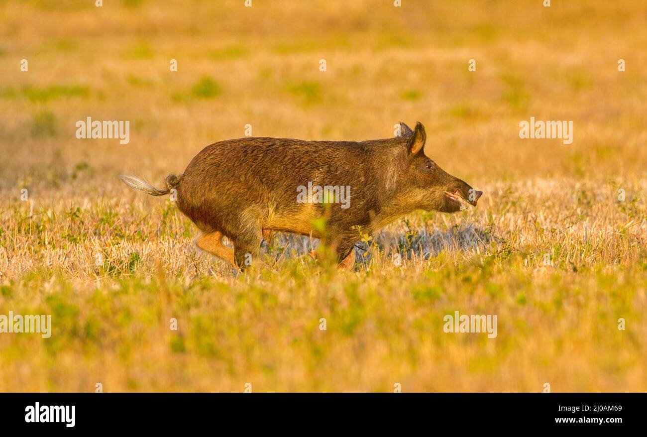 Hog hunting florida hi-res stock photography and images - Alamy