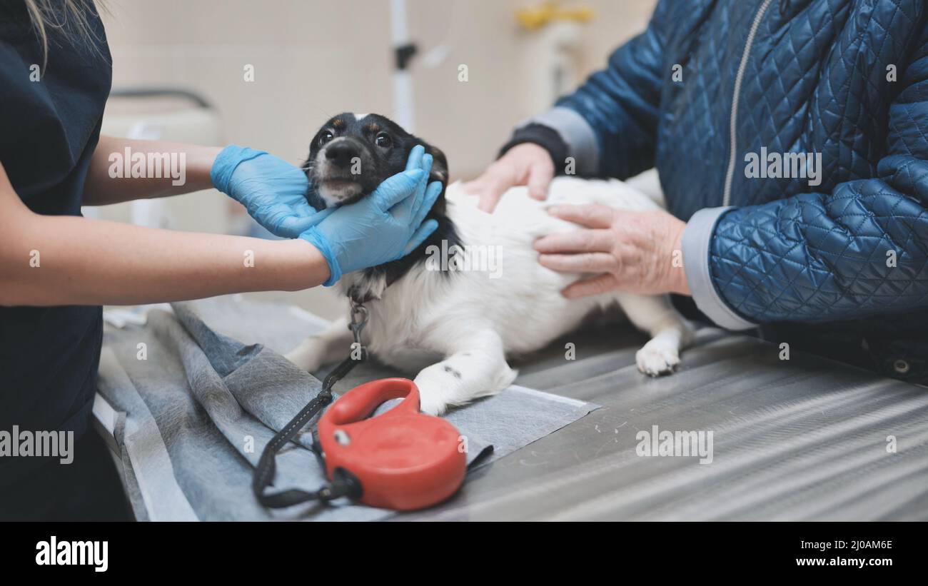 Veterinarians appointment hi-res stock photography and images - Alamy
