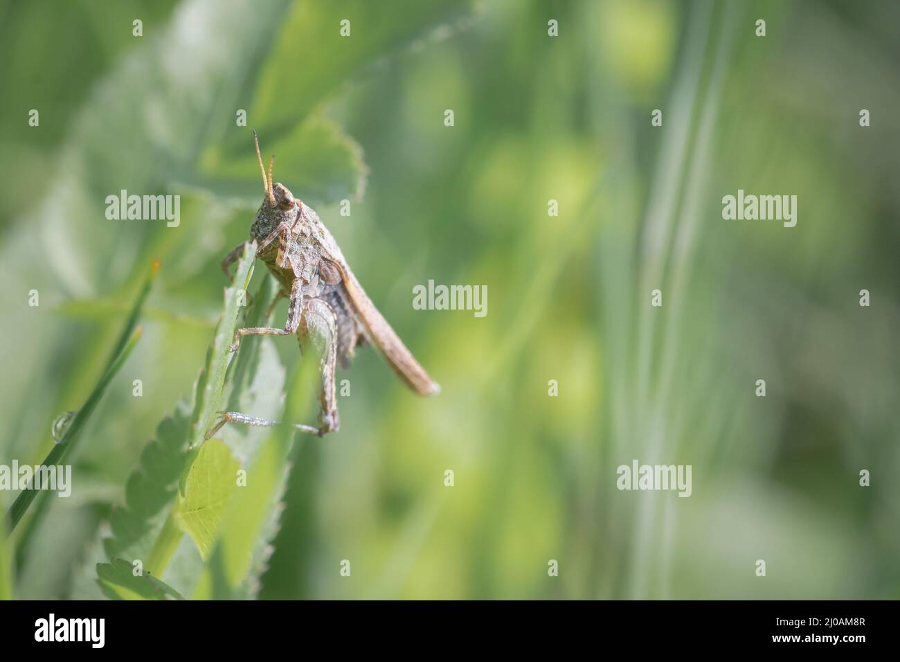 A slender groundhopper (Tetrix subulata) hides amongst the vegetation ...