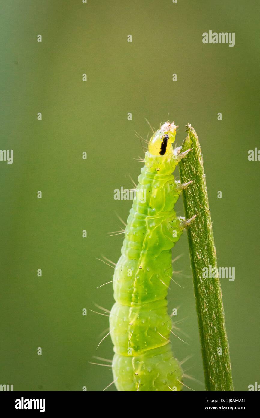 The green caterpillar reaches the end of the stem in the grassland of ...