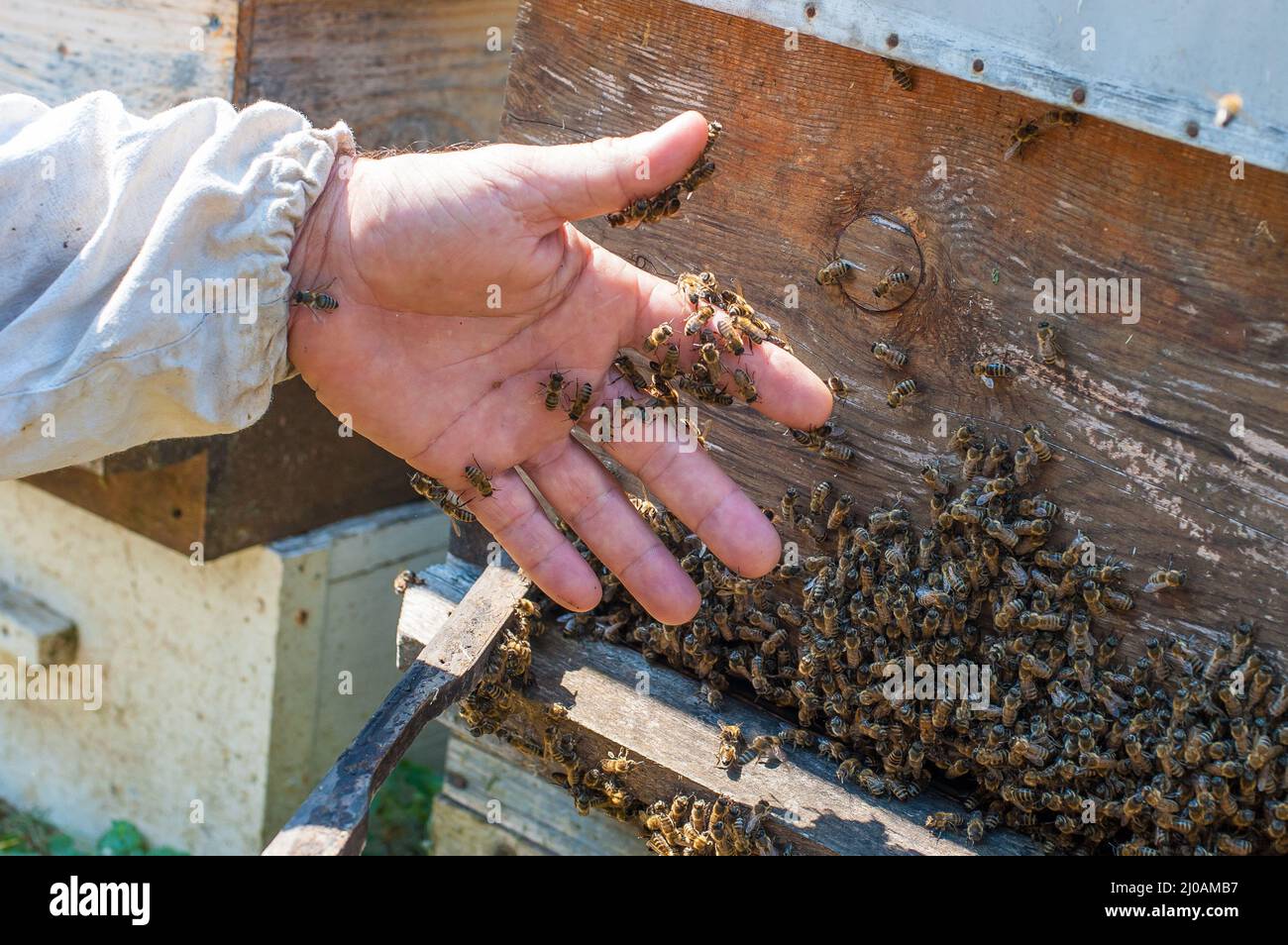 Beekeeper on apiary. Beekeeper pulling frame from the hive Stock Photo ...