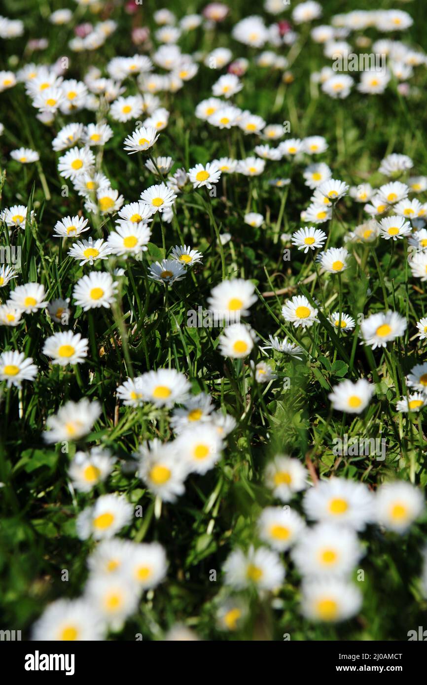 Daisys bunch hi-res stock photography and images - Alamy