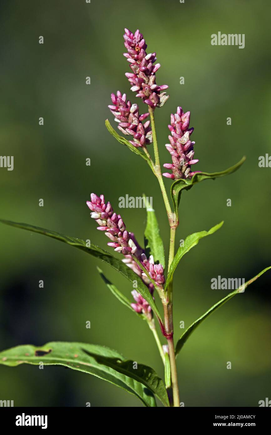 Persicaria lapathifolia, Polygonum lapathifolia, P Stock Photo - Alamy