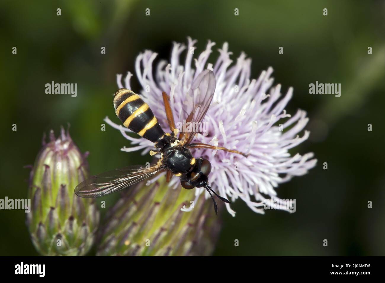 Conops quadrifasciatus hi-res stock photography and images - Alamy