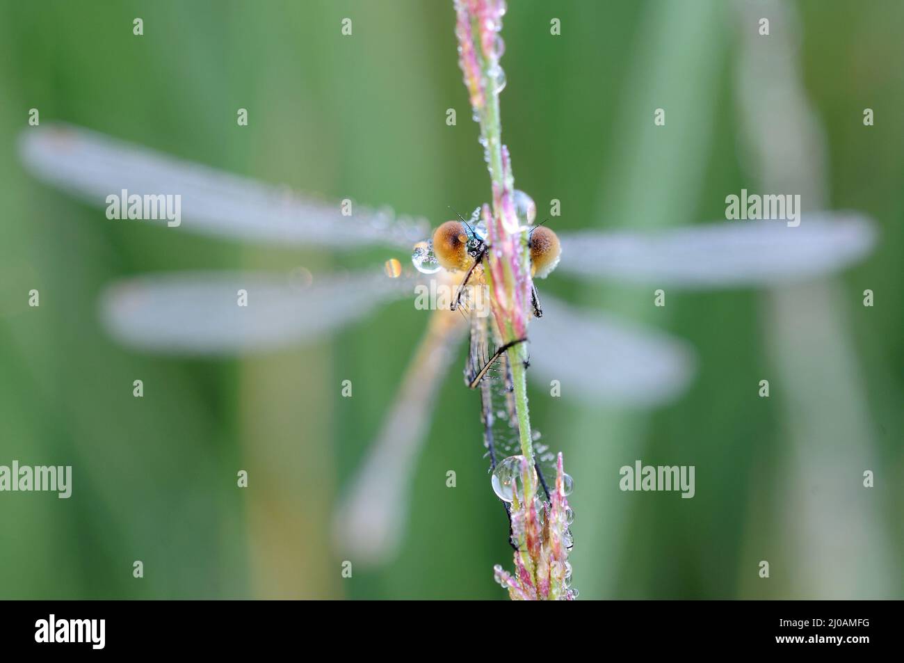 Dragonfly front hi-res stock photography and images - Alamy