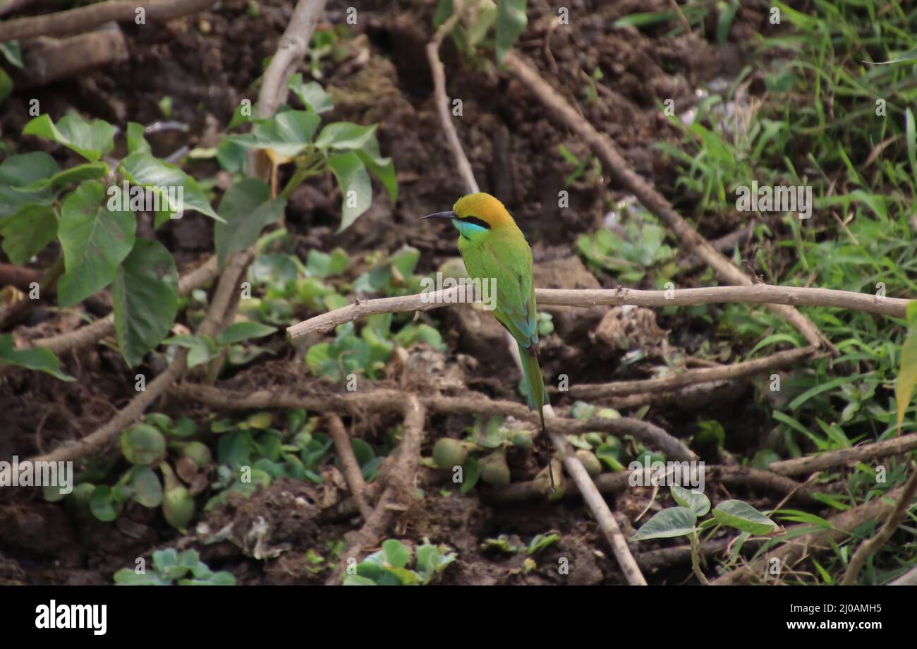 Colorful sparrow sitting on tree branch Stock Photo - Alamy