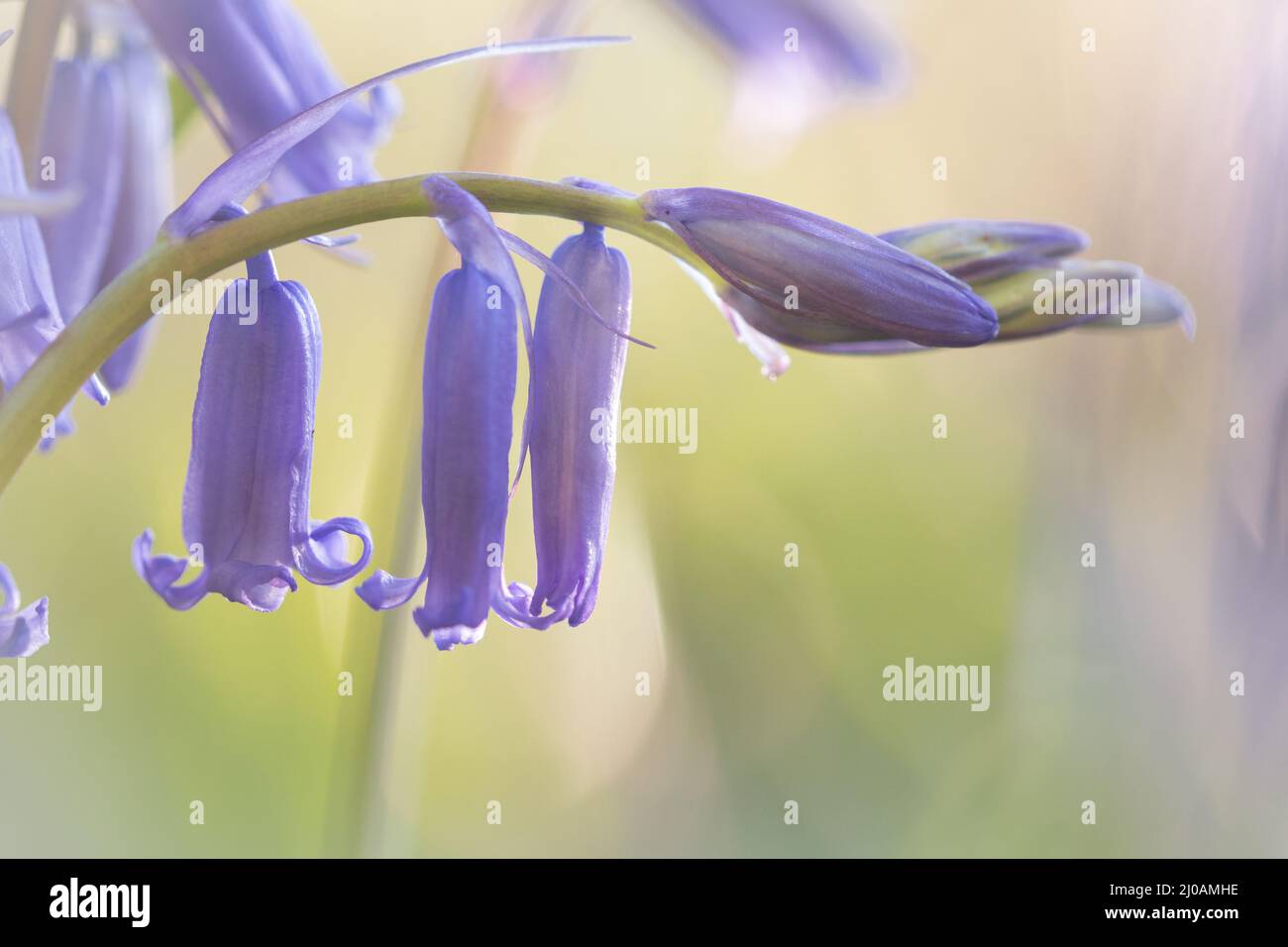 Close up photo of a bluebell (Hyacinthoides non-scripta) showing the ...