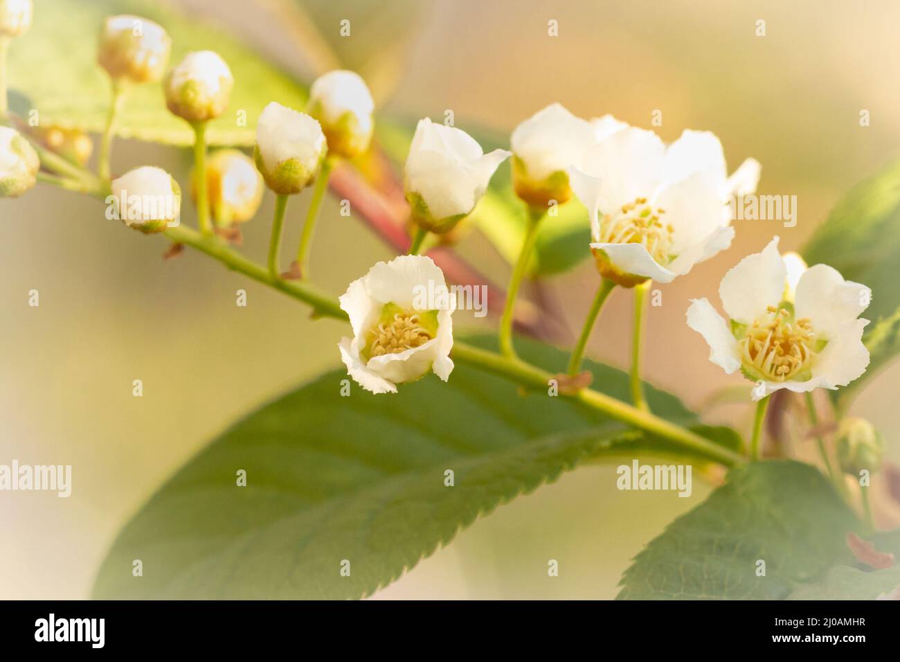 The white blossom of the Spring flowers of the bird cherry (Prunus ...