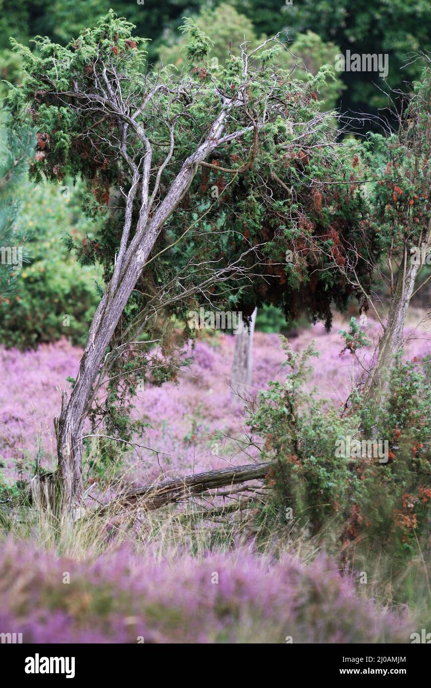 Blooming heather landscape Stock Photo - Alamy