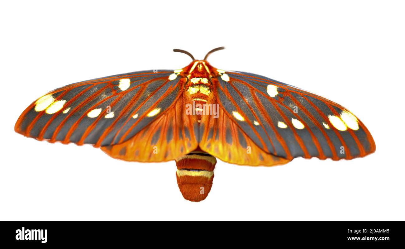 Regal walnut moth hi-res stock photography and images - Alamy