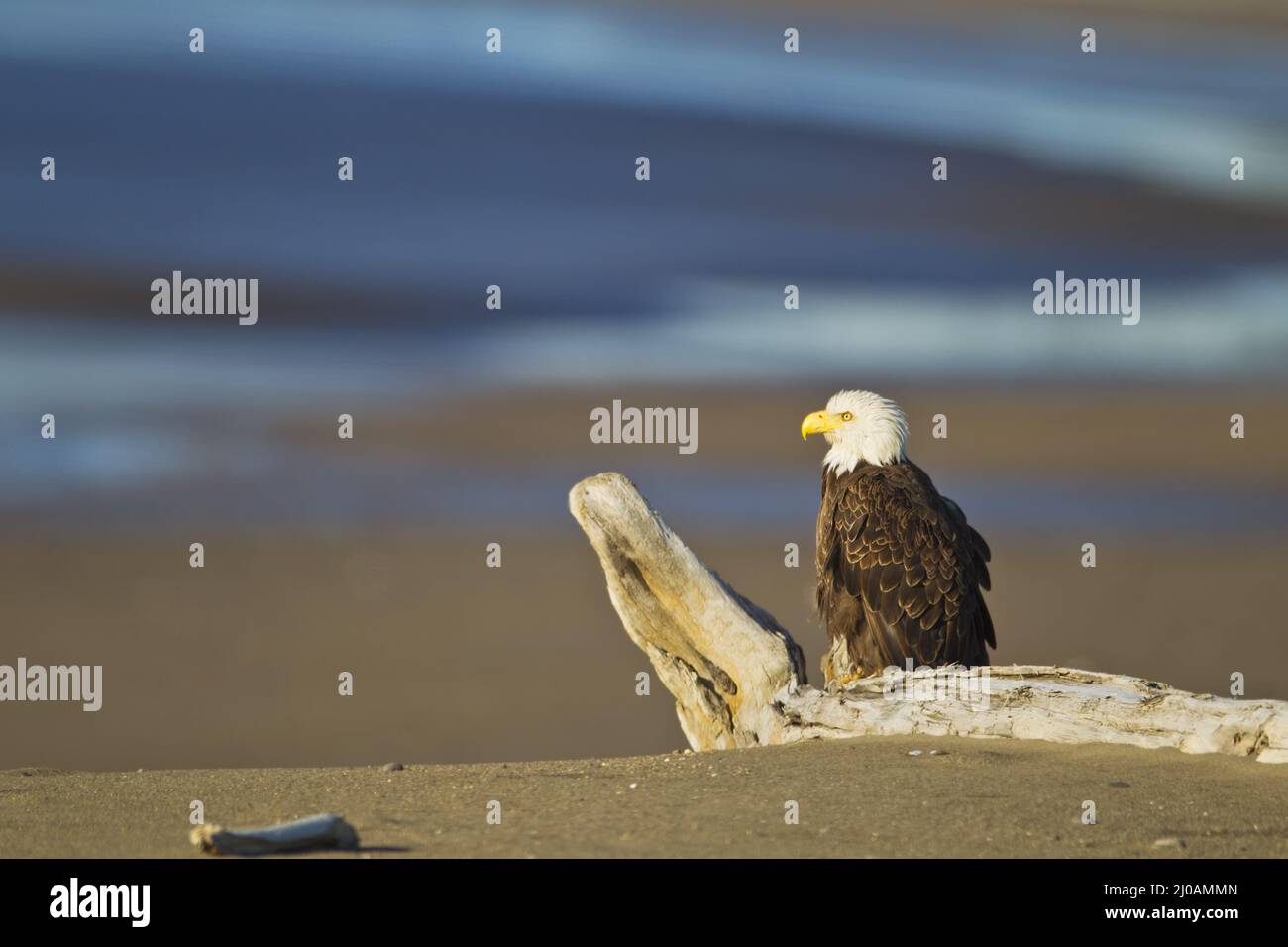 Sandy beach with single eagle feather hi-res stock photography and ...