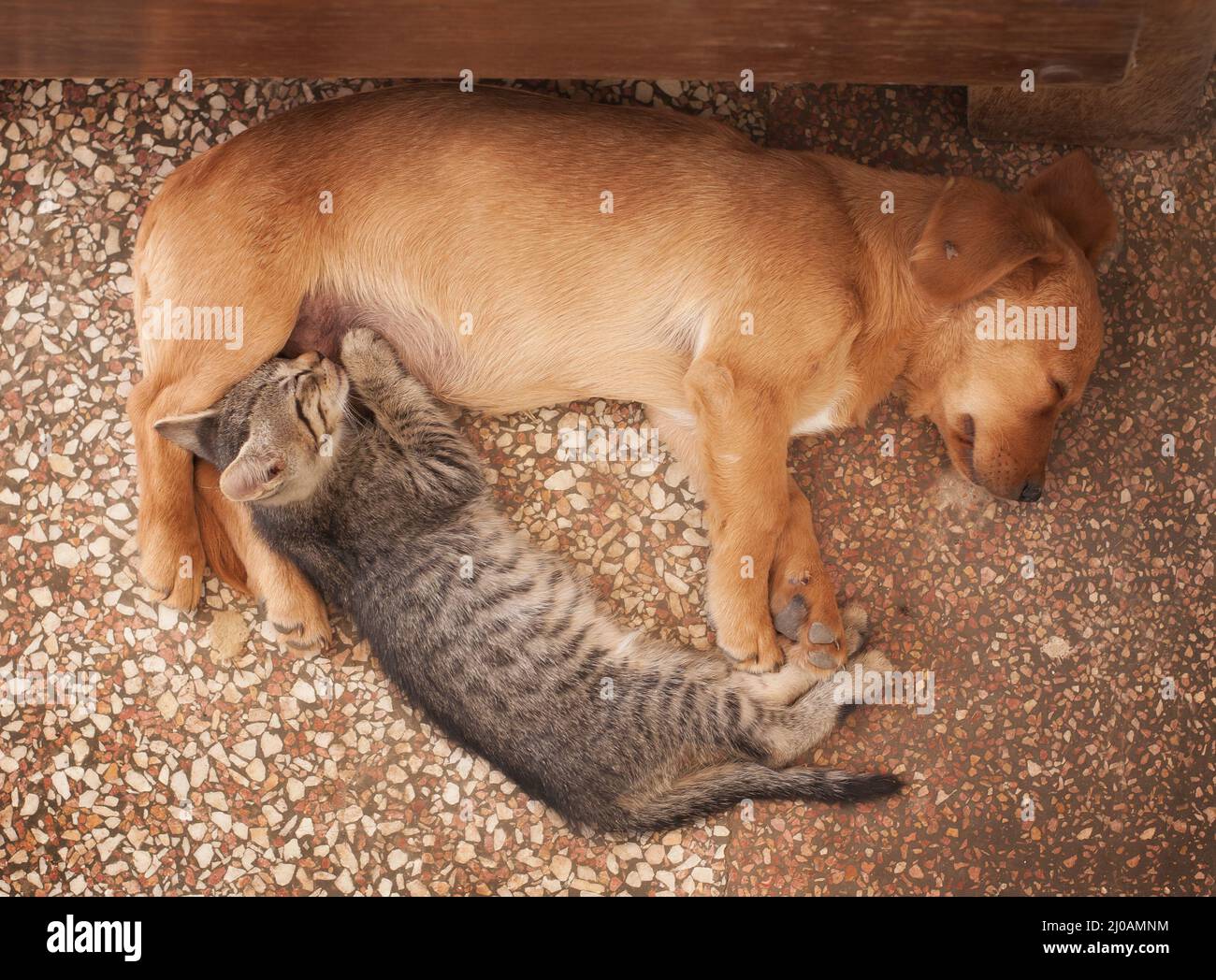 Puppy and kitten playing together hi-res stock photography and images ...