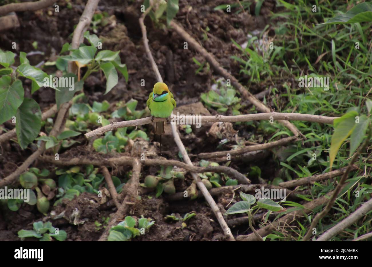 Colorful sparrow sitting on tree branch Stock Photo - Alamy Colorful sparrow sitting on tree branch Stock Photo - Alamy
