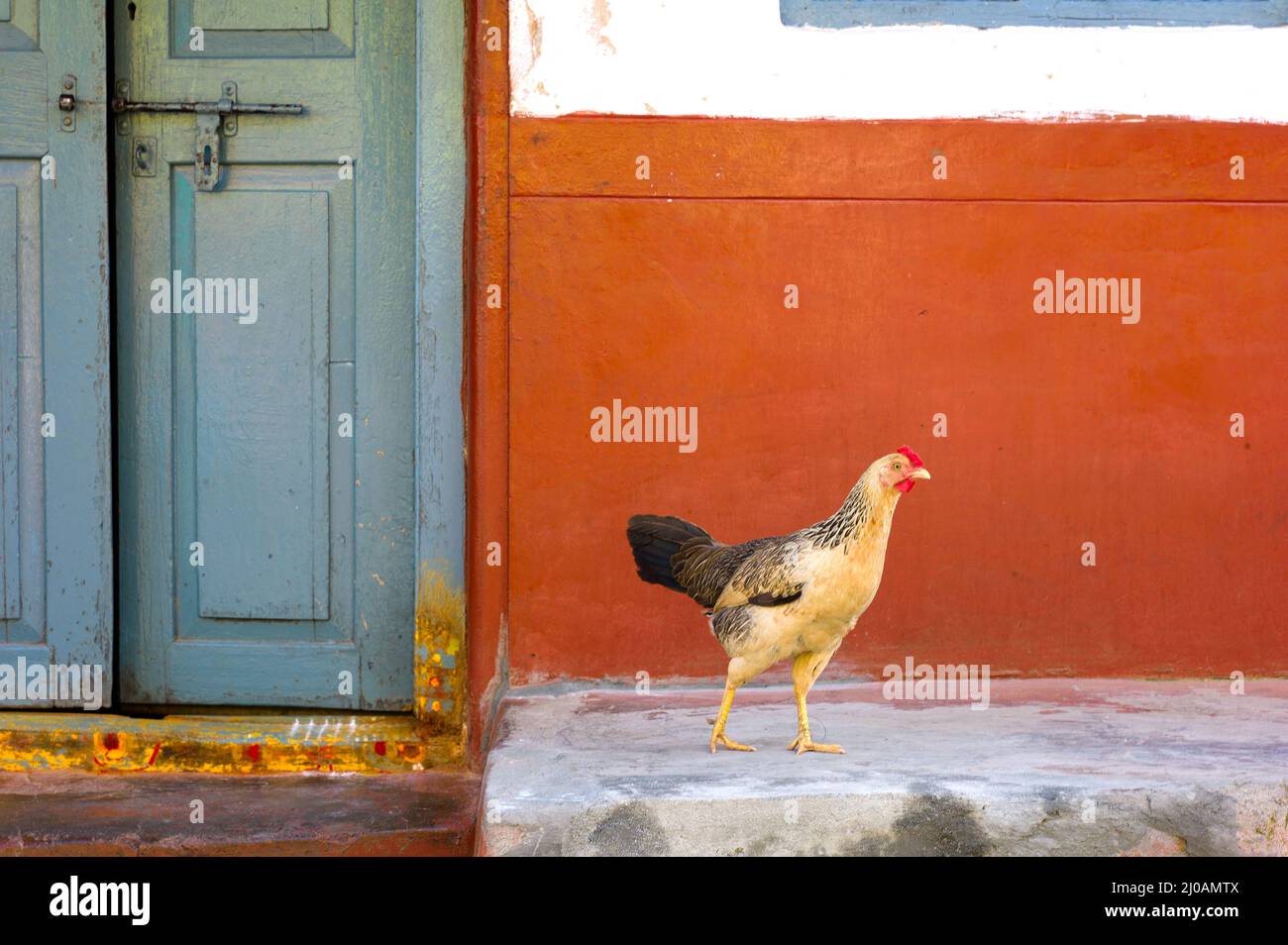 Chicken out front Stock Photo - Alamy