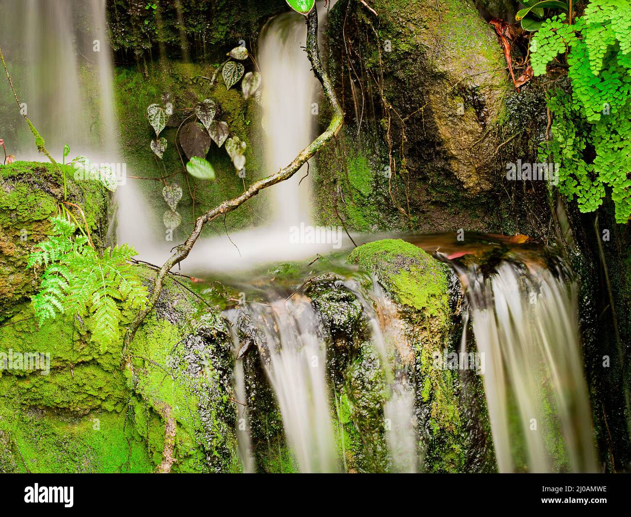Cascading plants hi-res stock photography and images - Alamy