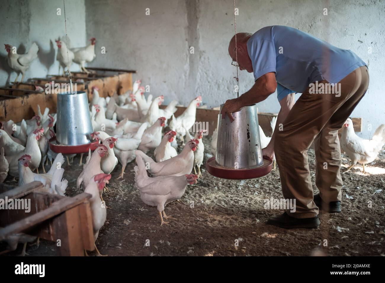 Caring for your chickens hi-res stock photography and images - Alamy