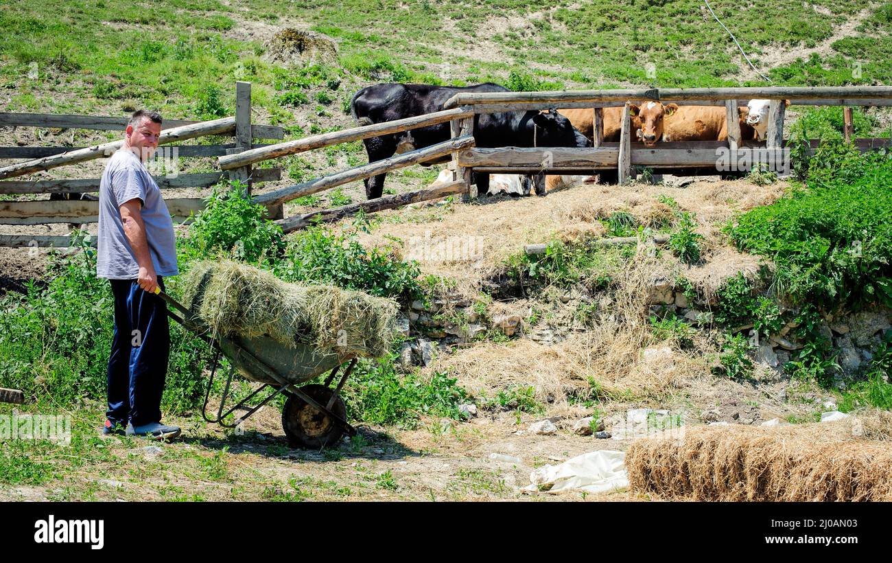 Farmer working in cattle pen, cows eating Stock Photo - Alamy