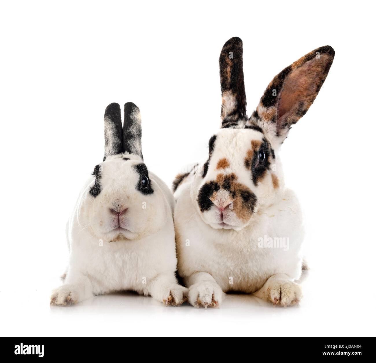 Rex rabbits in front of white background Stock Photo - Alamy