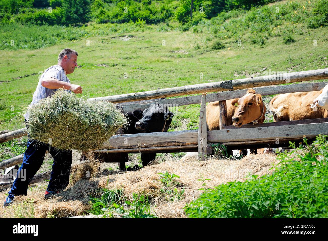 Farmer working in cattle pen, cows eating Stock Photo - Alamy