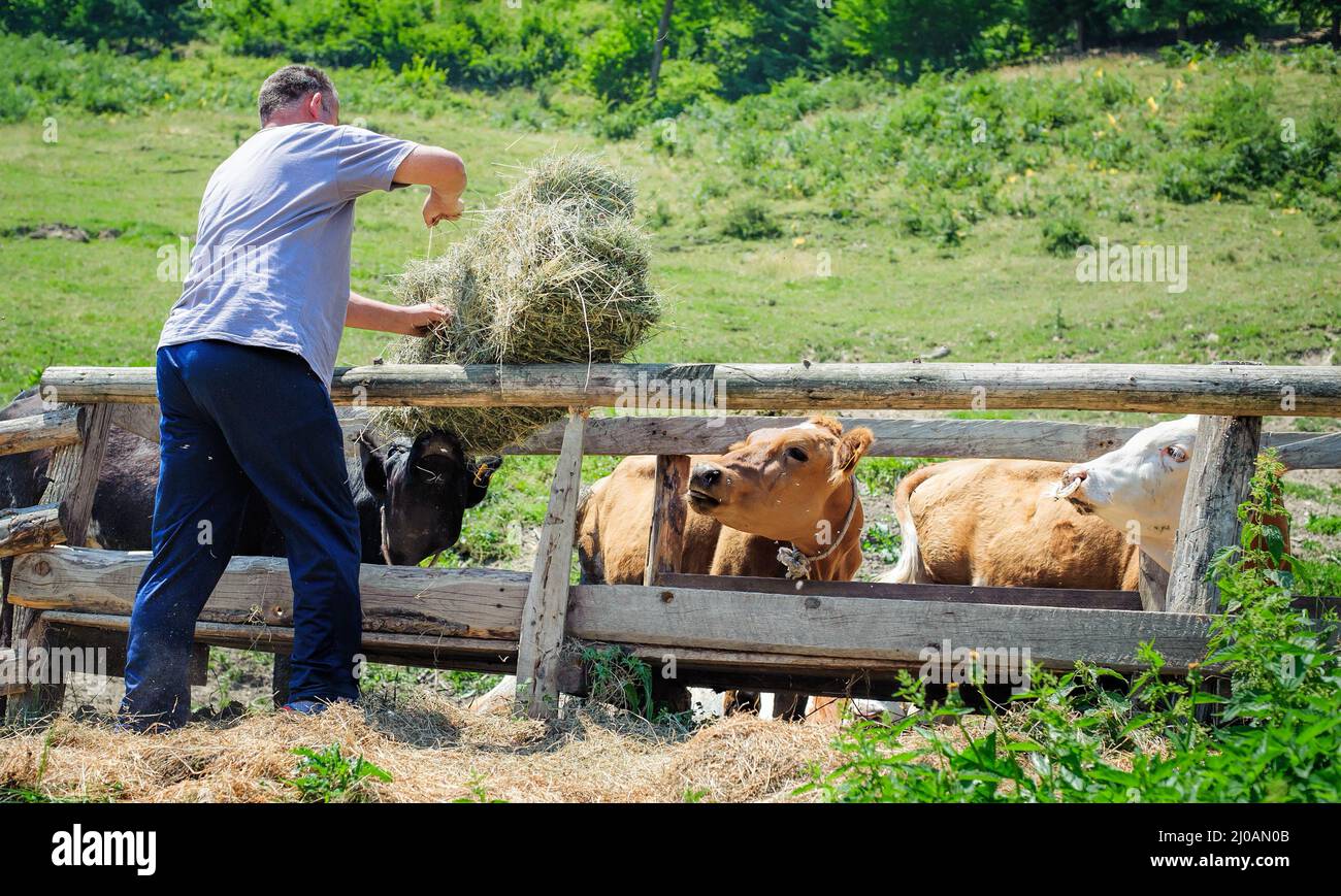 Farmer working in cattle pen, cows eating Stock Photo - Alamy